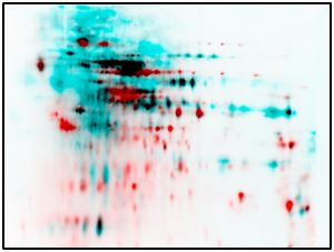 2D DIGE Western Blot for HCP Detection: Advantages of Fluorescence