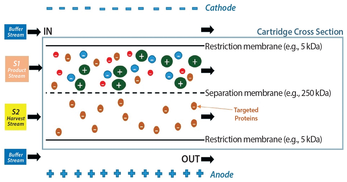 Tangential-Flow Electrophoresis: A New Plasma Fractionation Technique ...