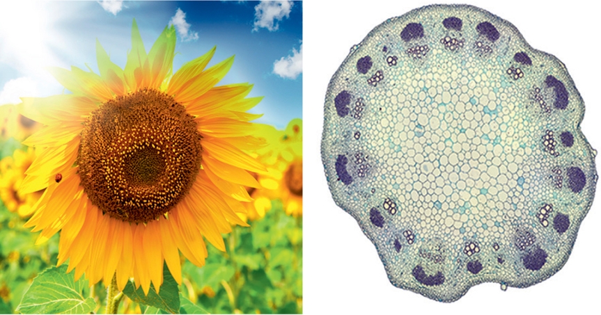 Use of the Multitron Cell Incubator Shaker for Plant Cell Scale-Up