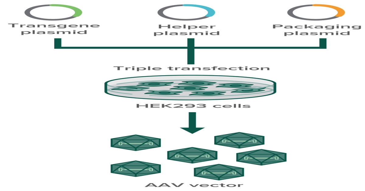 Large-Scale AAV Production - BioProcess International