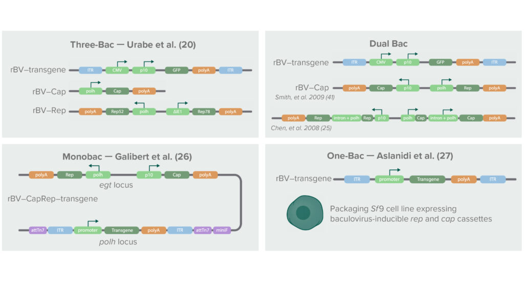 Large-Scale AAV Production - BioProcess International