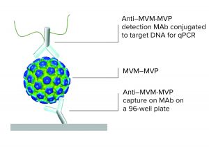 MockV MVM Kits for Viral Clearance Prediction - BioProcess International