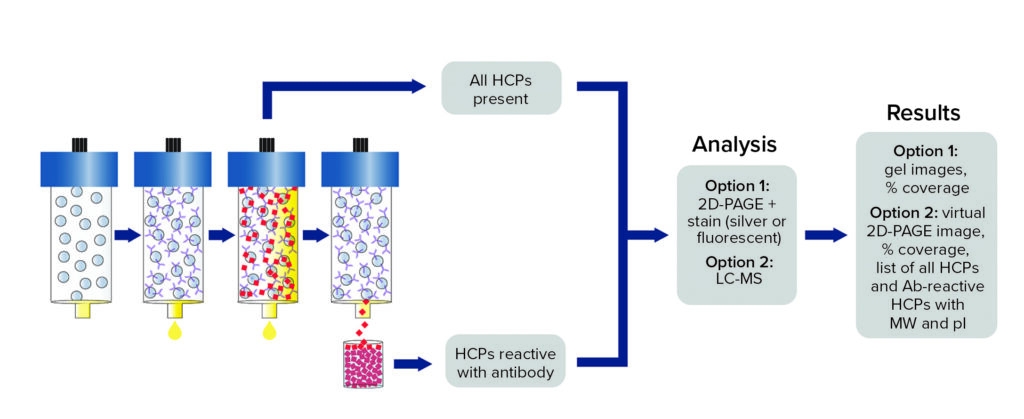 HCP Enrichment During CGMP Scale-Up - BioProcess International