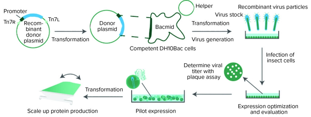 Recombinant Protein Expression with a Baculovirus–Insect Cell System