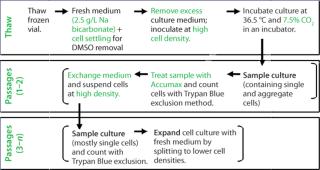 An Inoculum Expansion Process for Fragile Recombinant CHO Cell Lines