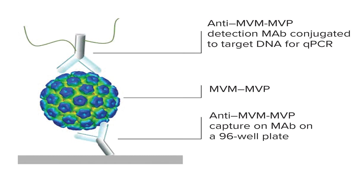 MockV MVM Kits for Viral Clearance Prediction - BioProcess International