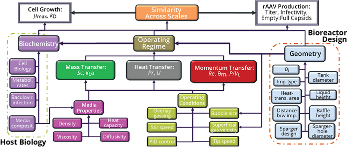 Fluid Flow And Mixing With Bioreactor Scale Up