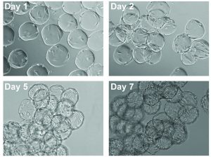 hMSC Expansion with Dissolvable Microcarriers