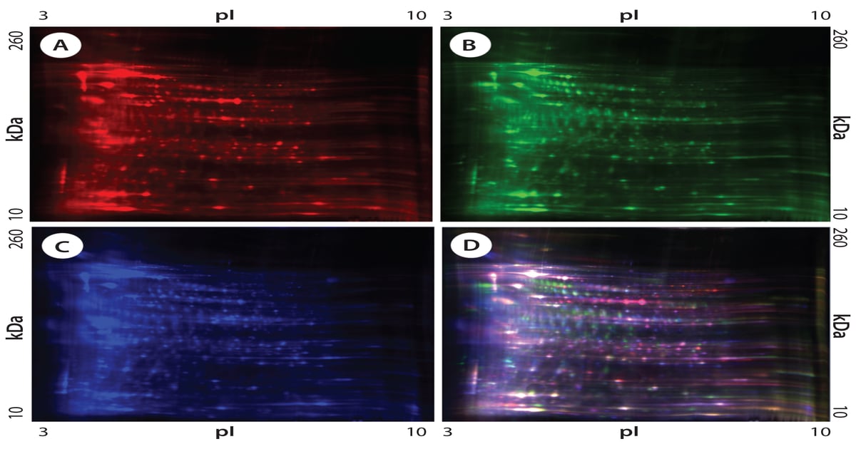 Detecting CHO HCP Antigens and Antibodies