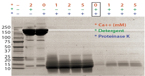 Residual Host-Cell DNA in Biopharmaceutical Products: 96-Well Plate ...
