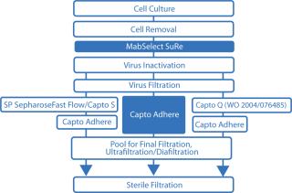 Rapid Process Development for Purification of a MAb