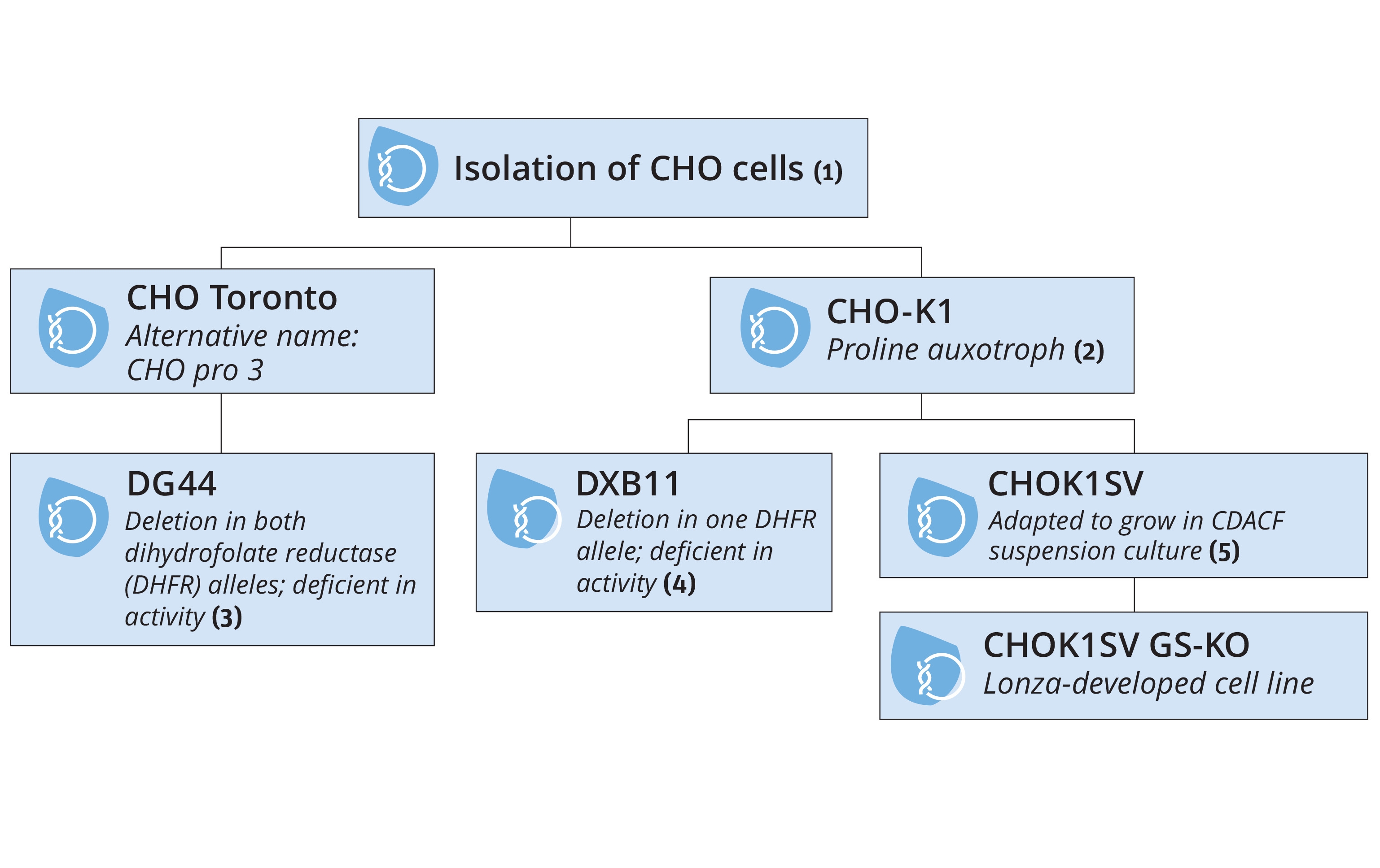 Creating Next-Generation CHO Expression Platforms