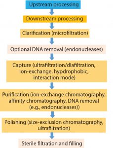 Scalable Viral Vector Purification for Gene Therapy: Appraisal of ...