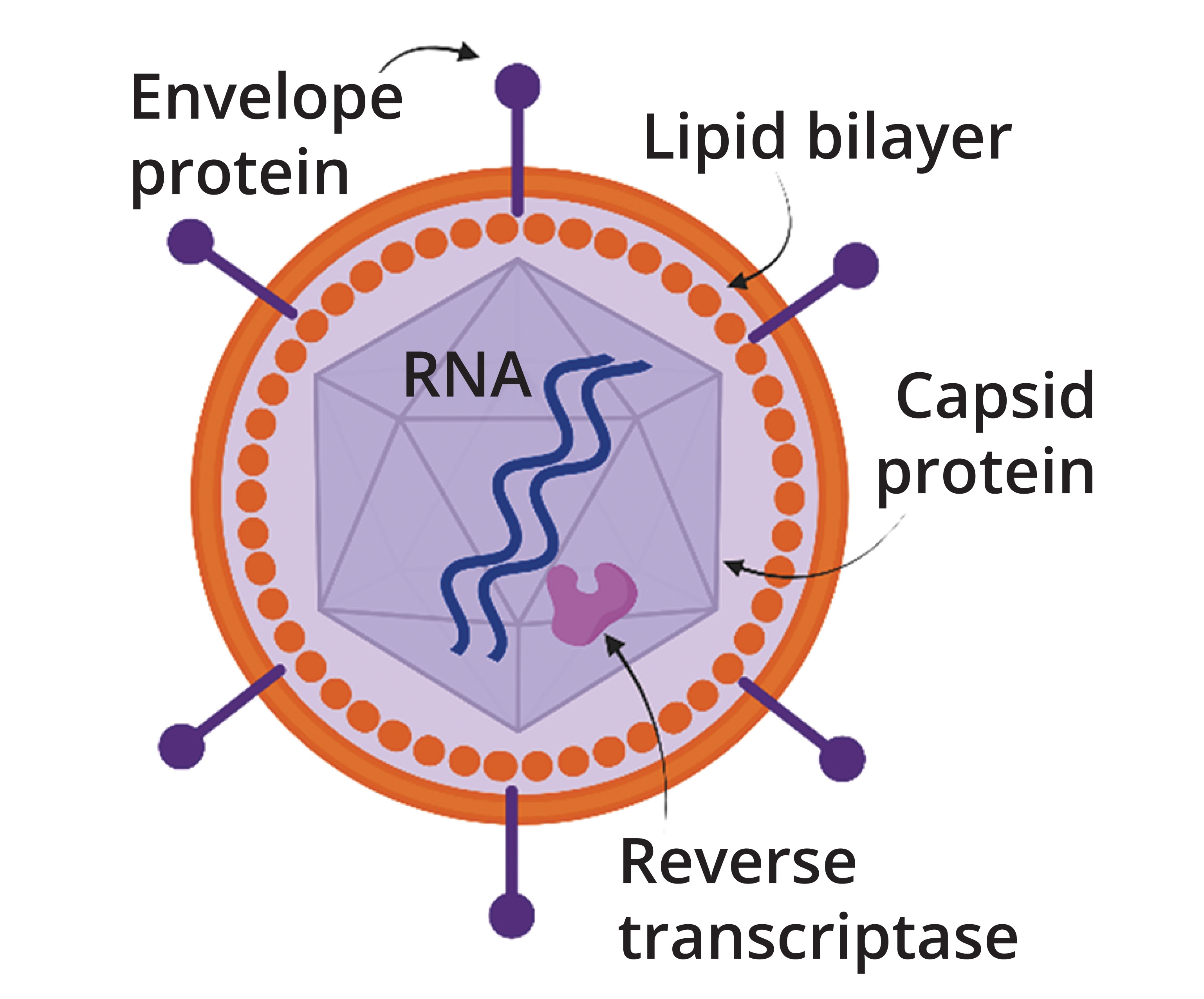 MockV RVLP Kits: A New Workflow for Inactivated Samples