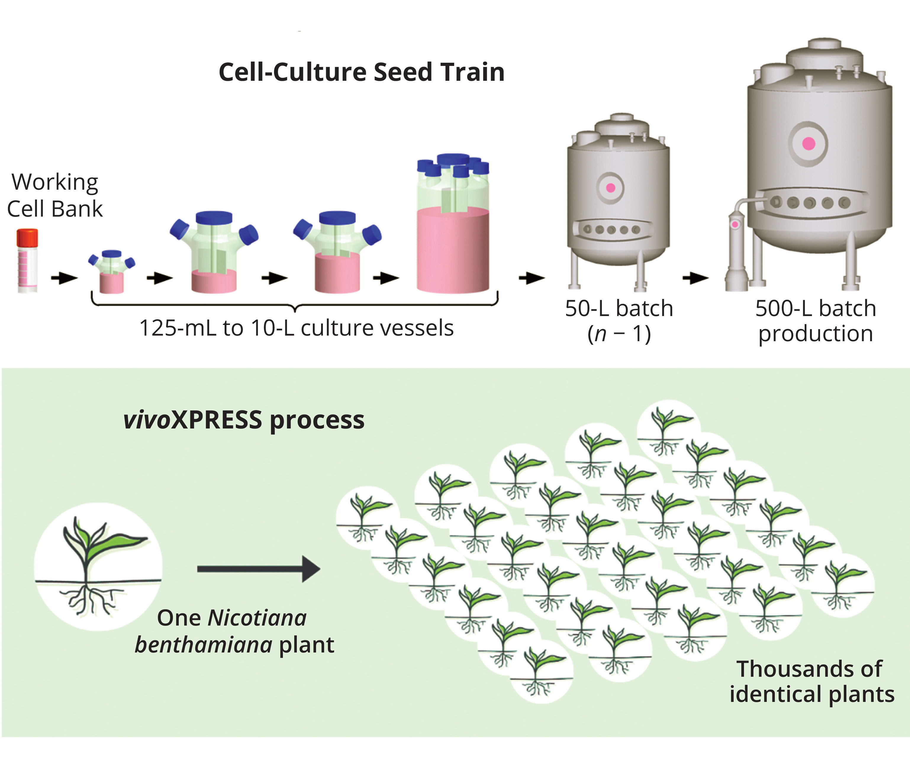 Plant-Based Recombinant Human Collagen