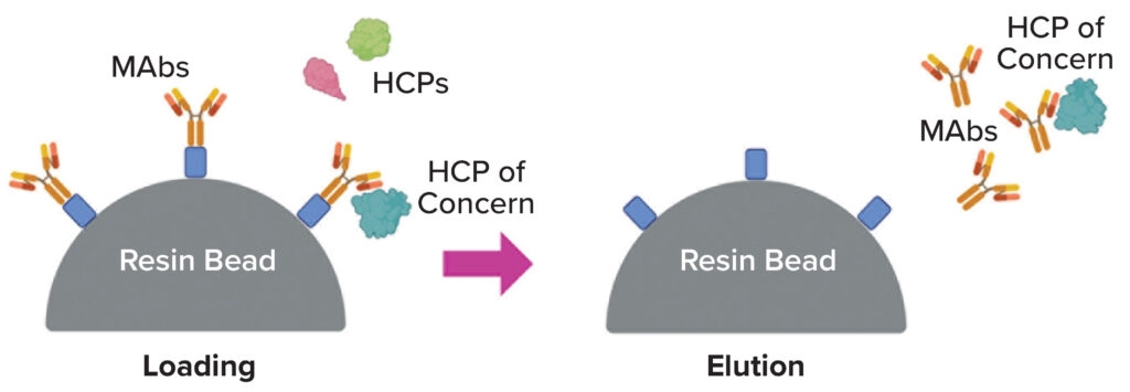 Control of Host Cell Proteins in Monoclonal-Antibody Bioprocessing ...