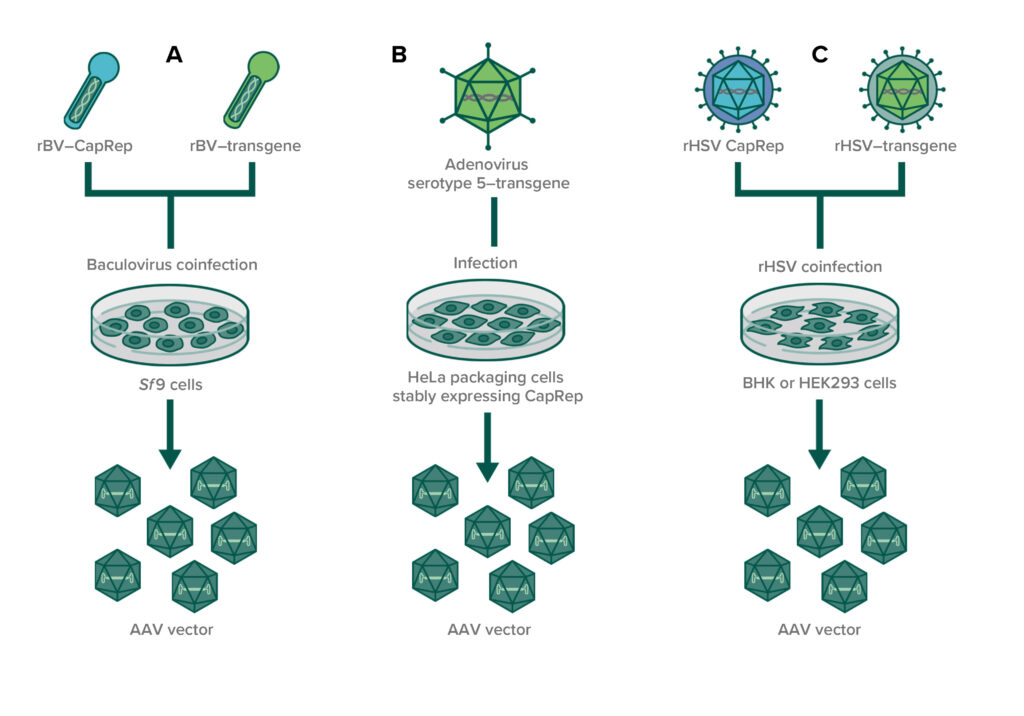 Large-Scale AAV Production - BioProcess International
