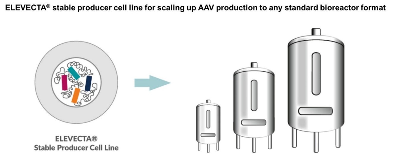 ELEVECTA for AAV gene therapy vector production - Bioprocess Insider