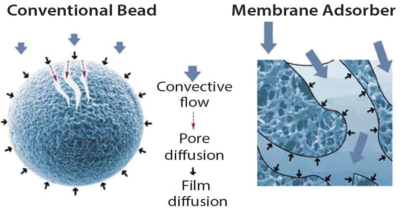 Scalable Viral Vector Purification for Gene Therapy: Appraisal of ...