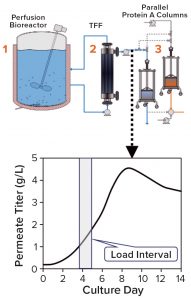 Real-Time Titer Measurement During Continuous Antibody Production ...