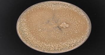 Wuxi signs license for fungal expression tech - Bioprocess Insider