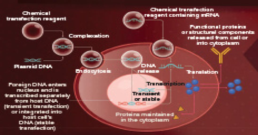 Transfection: Past, Present, and Future