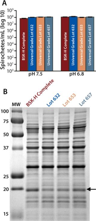A Readily Available Source of BSA Consistently Supports Cultivation and ...