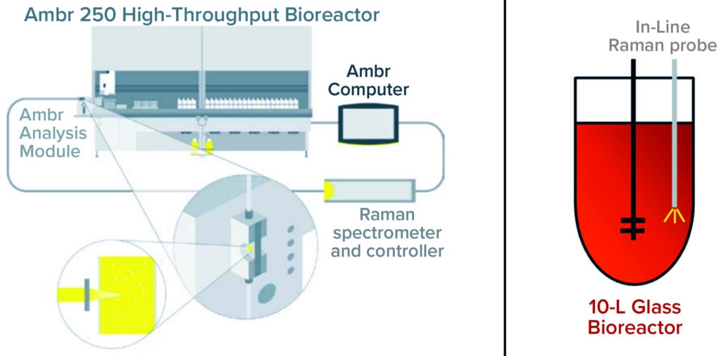 Raman Spectrometric PAT Models - BioProcess International