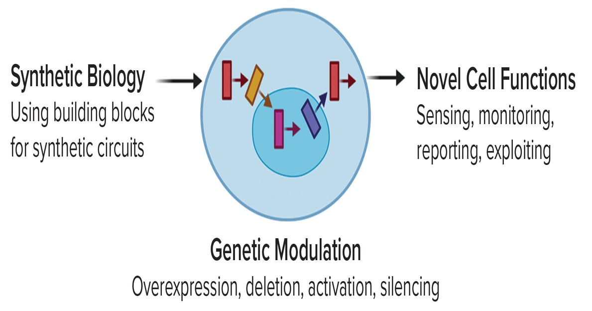 Synthetic Biology for Adapting CHO Cells to Challenging Bioprocesses