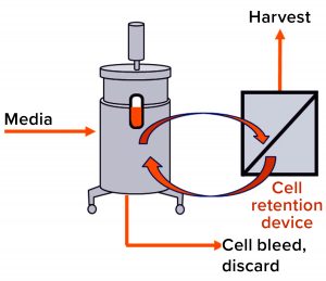 Perfusion Cell Culture: Shifts in Product Quality - BioProcess ...