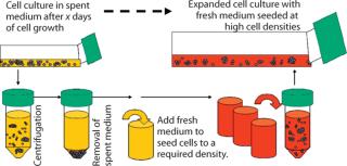 An Inoculum Expansion Process for Fragile Recombinant CHO Cell Lines
