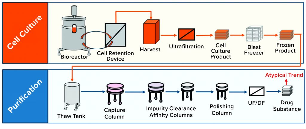 Perfusion Cell Culture: Shifts in Product Quality - BioProcess ...