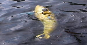 Robotic Tuna Inspects Oil Tankers (& Sea Chests?)