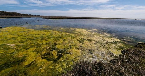 Researchers Take Algae From Pollution to Biofuel
