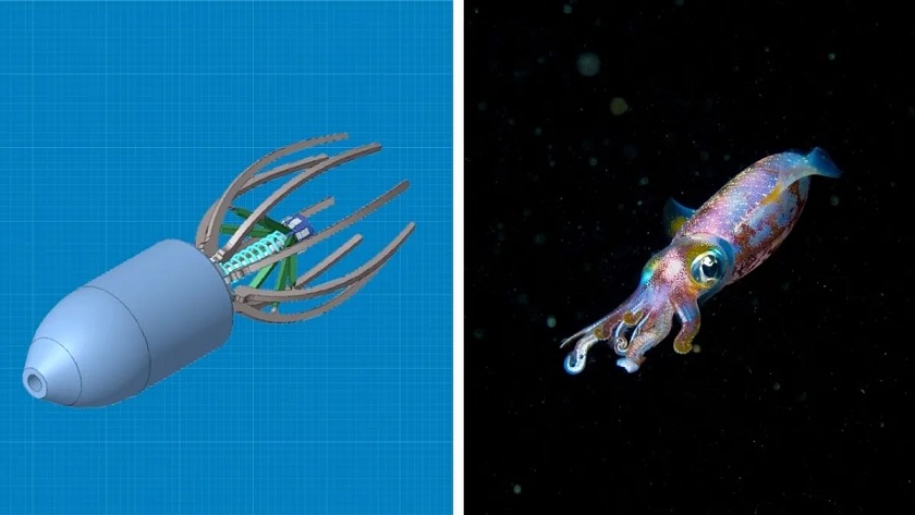 Squid-Robot Learned Its Moves from Marine Animals