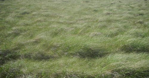 Don't Cut That Grass! It Could One Day Power Your Home