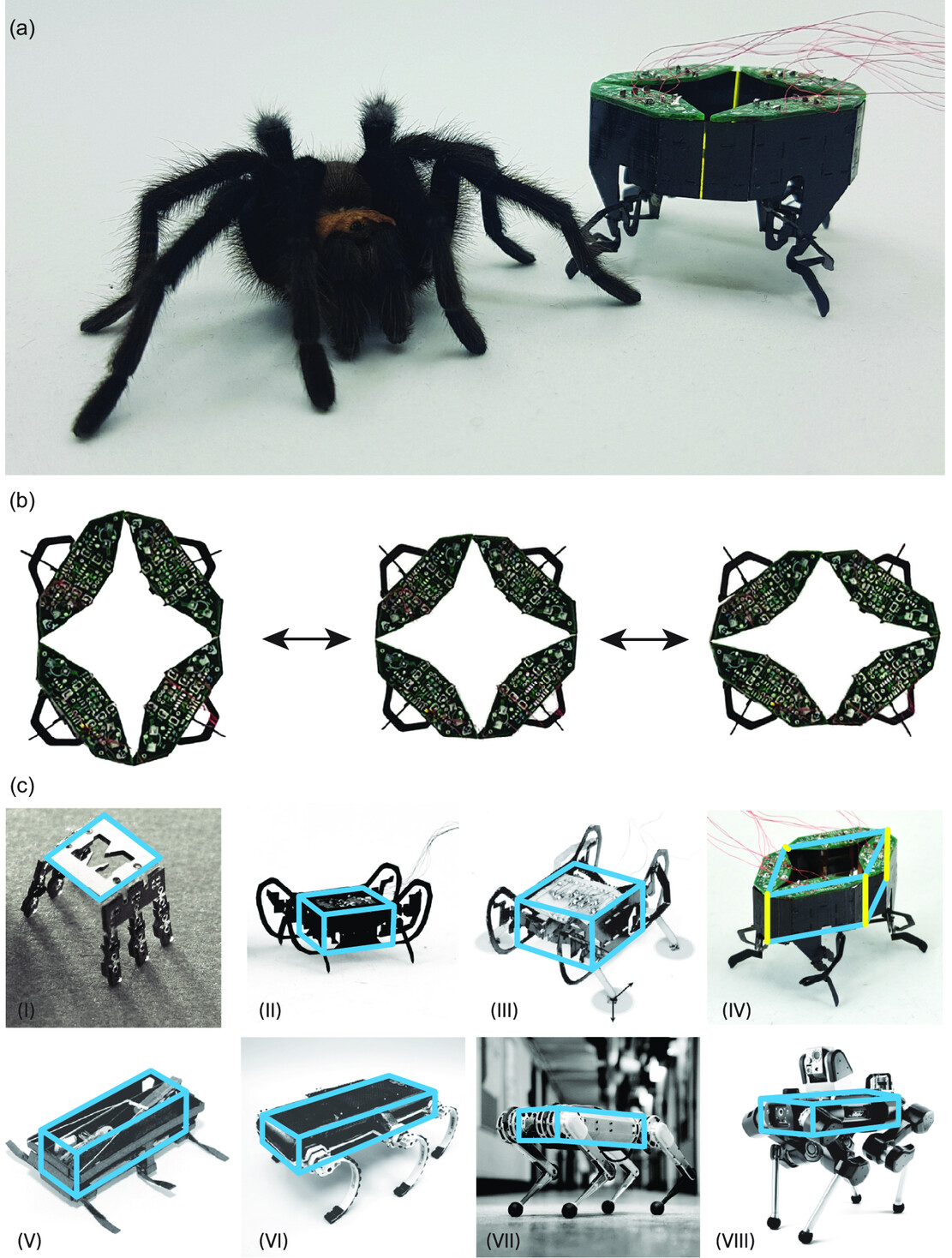 Tiny Robot CLARI Squeezes into Tight Places