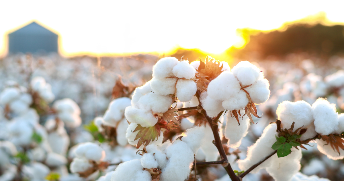 The Moment Cotton Became More Than Just Fabric