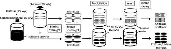 Scaffold Improves Heart Cell Growth