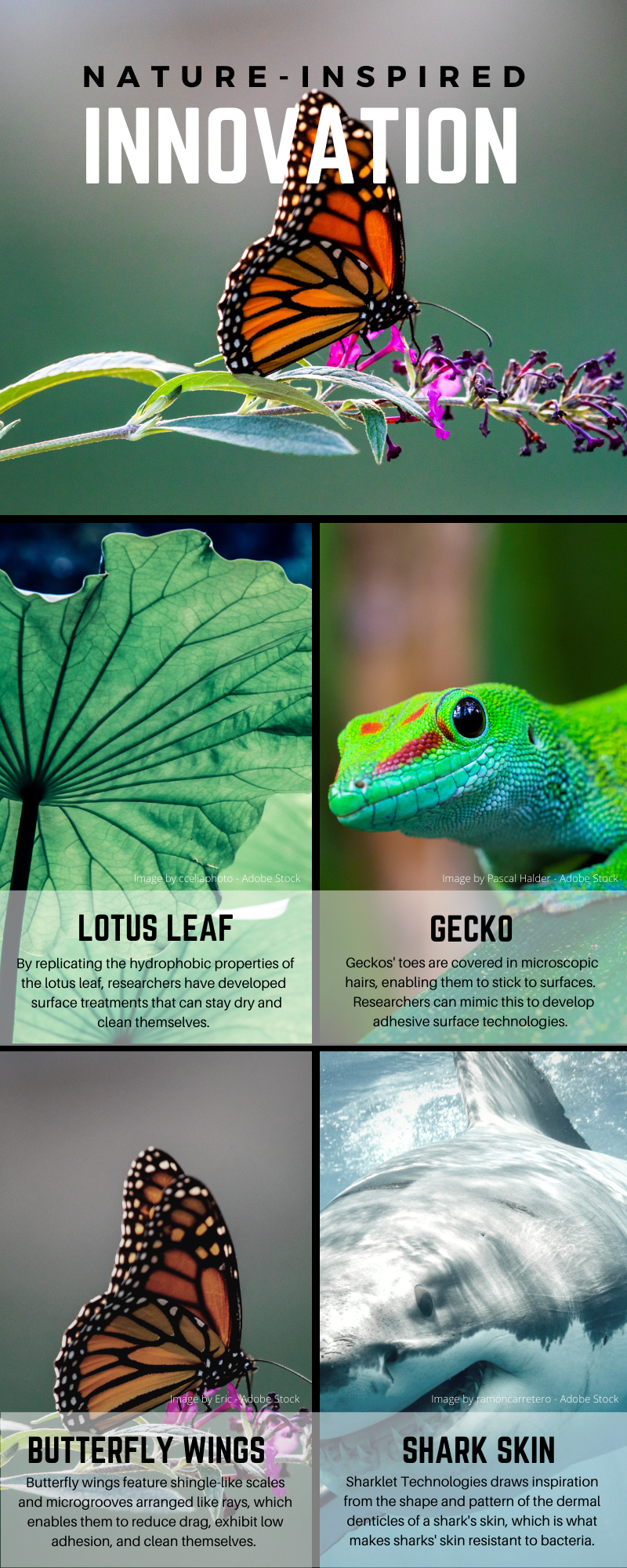 Biomimicry: Nature Inspiring Better Medical Devices for the Future