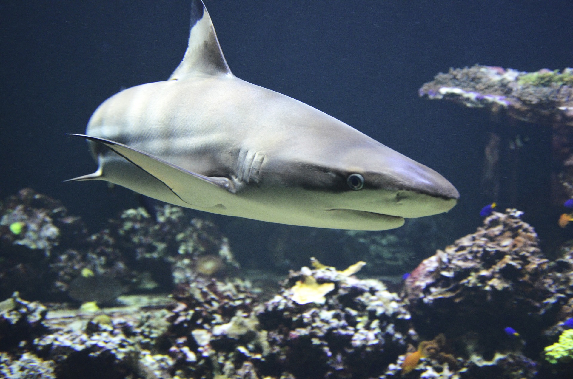 How Shark Skin Inspired an Antibacterial Surface Technology