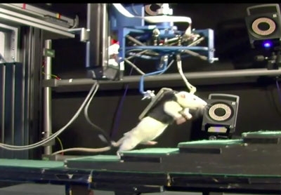 Paralyzed Rats Walk Thanks to Spinal Stimulation and Software