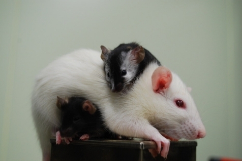 Scientists Look to Human-Animal Hybrids for Organ Harvesting