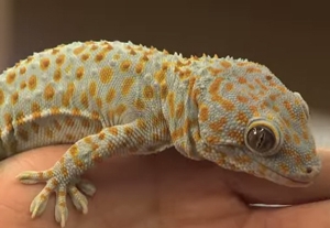 How This Gecko-Inspired Technology Can Transform Adhesives