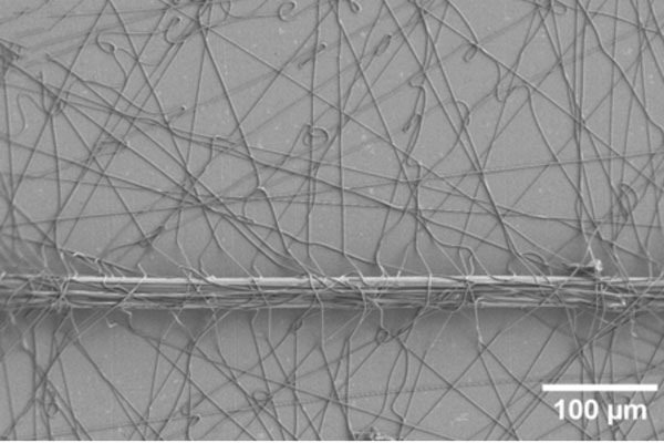 Scientists Look to Spiders to Create New Adhesive Methods