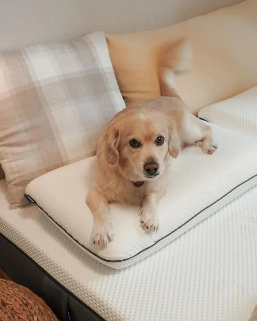 Emma Original Pillow Bundle | Emma - The Sleep Company