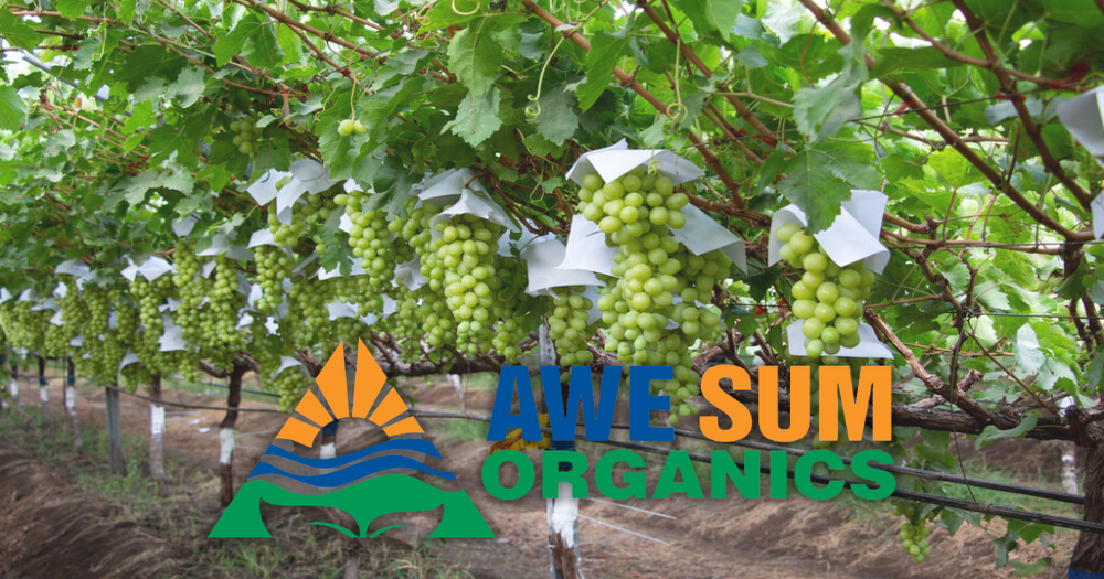 Awe Sum's Winter Organic Table Grape Season Begins
