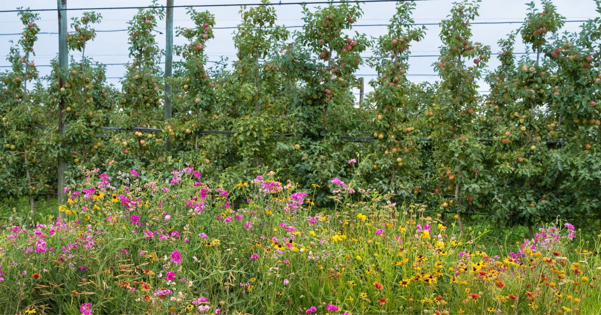 Stemilt Growers earn distinguished IPM certification