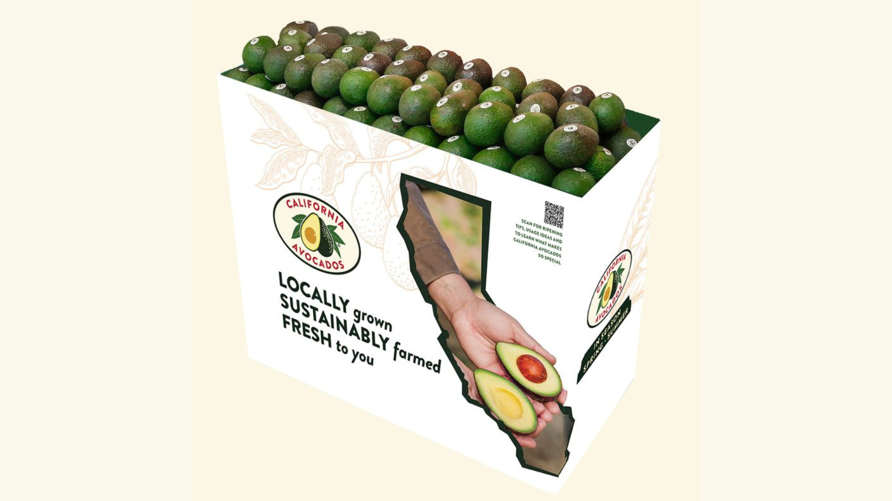 California avocado shipments to increase