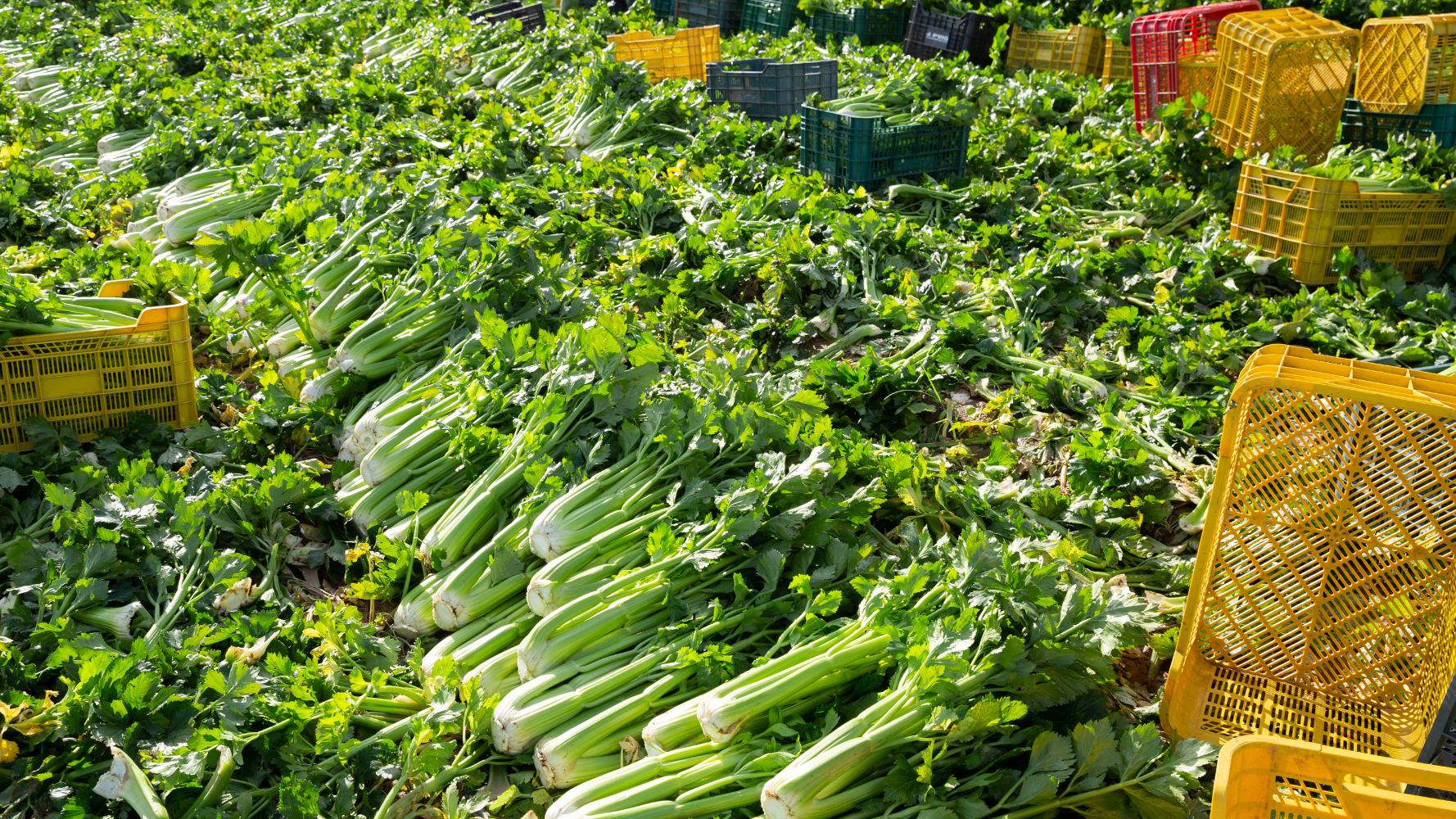 Organic Celery prices surge on tight supply, high demand